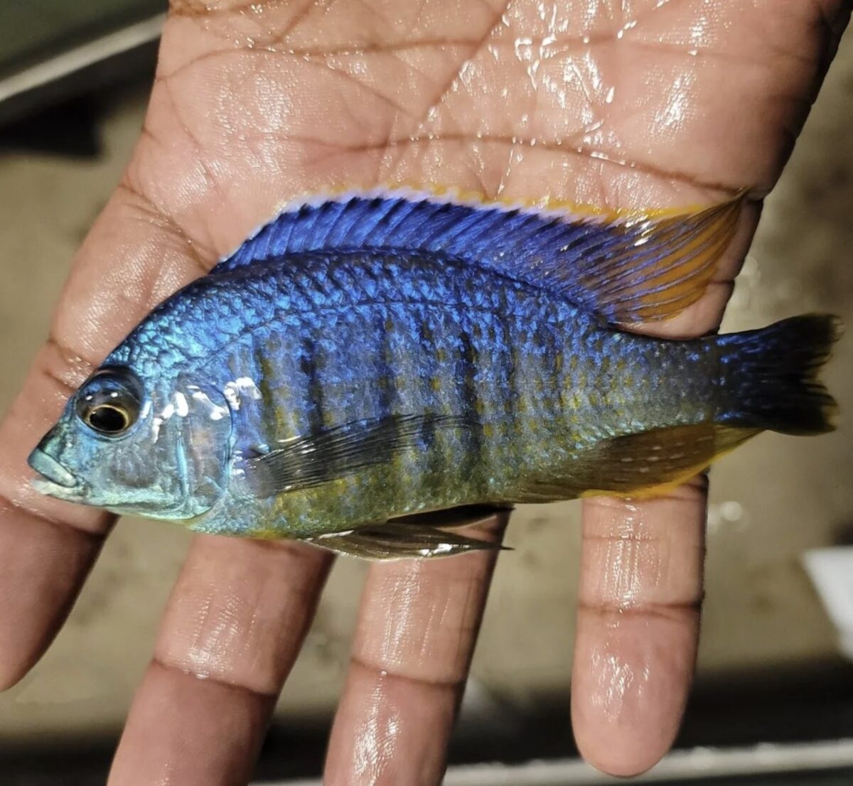 German Import – Page 2 – Beantown Aquatics