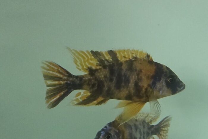 OB German Red – Beantown Aquatics